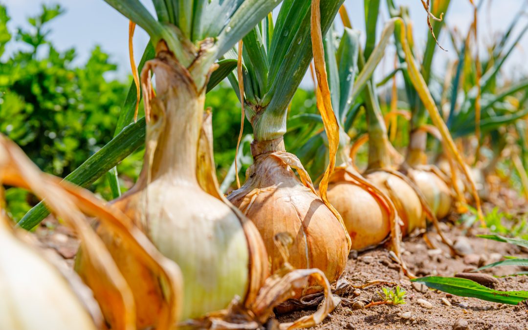 M&P Engineering | Onion Peeling Machine | Onion Peeler